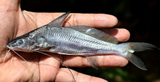 Klasifikasi Dan Morfologi Ikan Senggaringan (Mystus singaringan) | IKAN ...