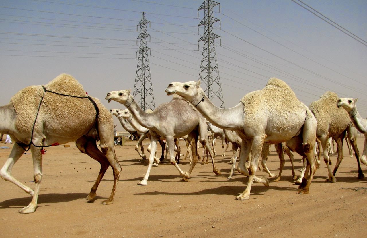Saudi Arabia: Camel Souk of Riyadh | Minor Sights