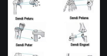 Pengertian Sendi, Fungsi, Bagian, Struktur, dan Jenisnya Lengkap ...