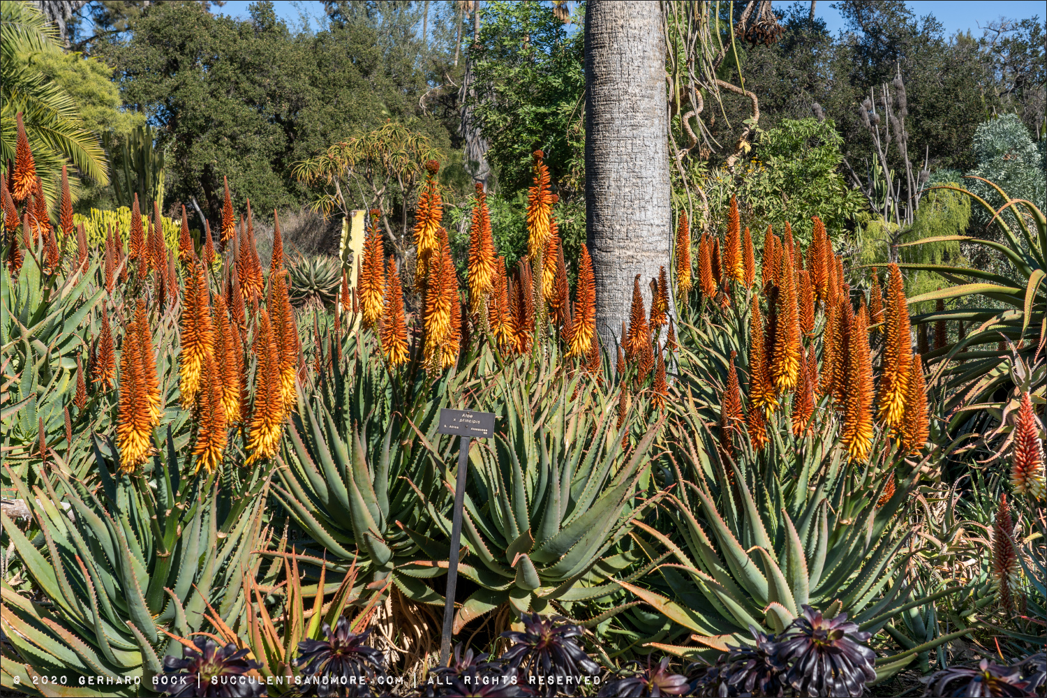 Huntington Desert Garden, December 2020: major changes, and lots of ...