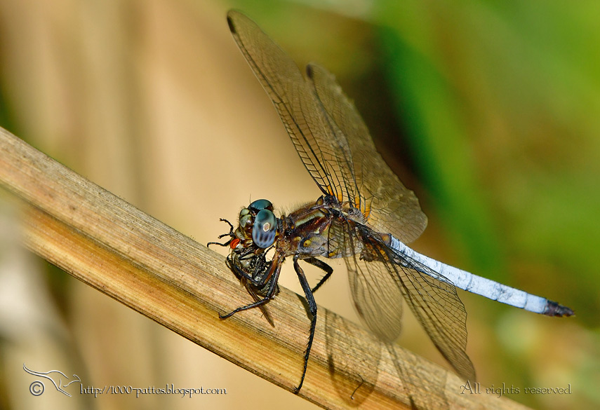 Black Tailed Dragonfly Nesciothemis