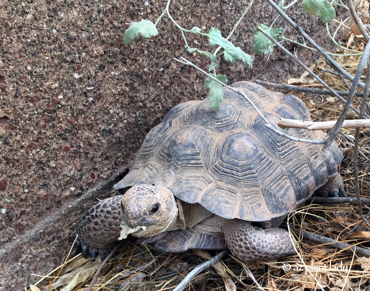 Meet "Aesop" Our Sonoran Desert Tortoise - Ramblings from a Desert Garden