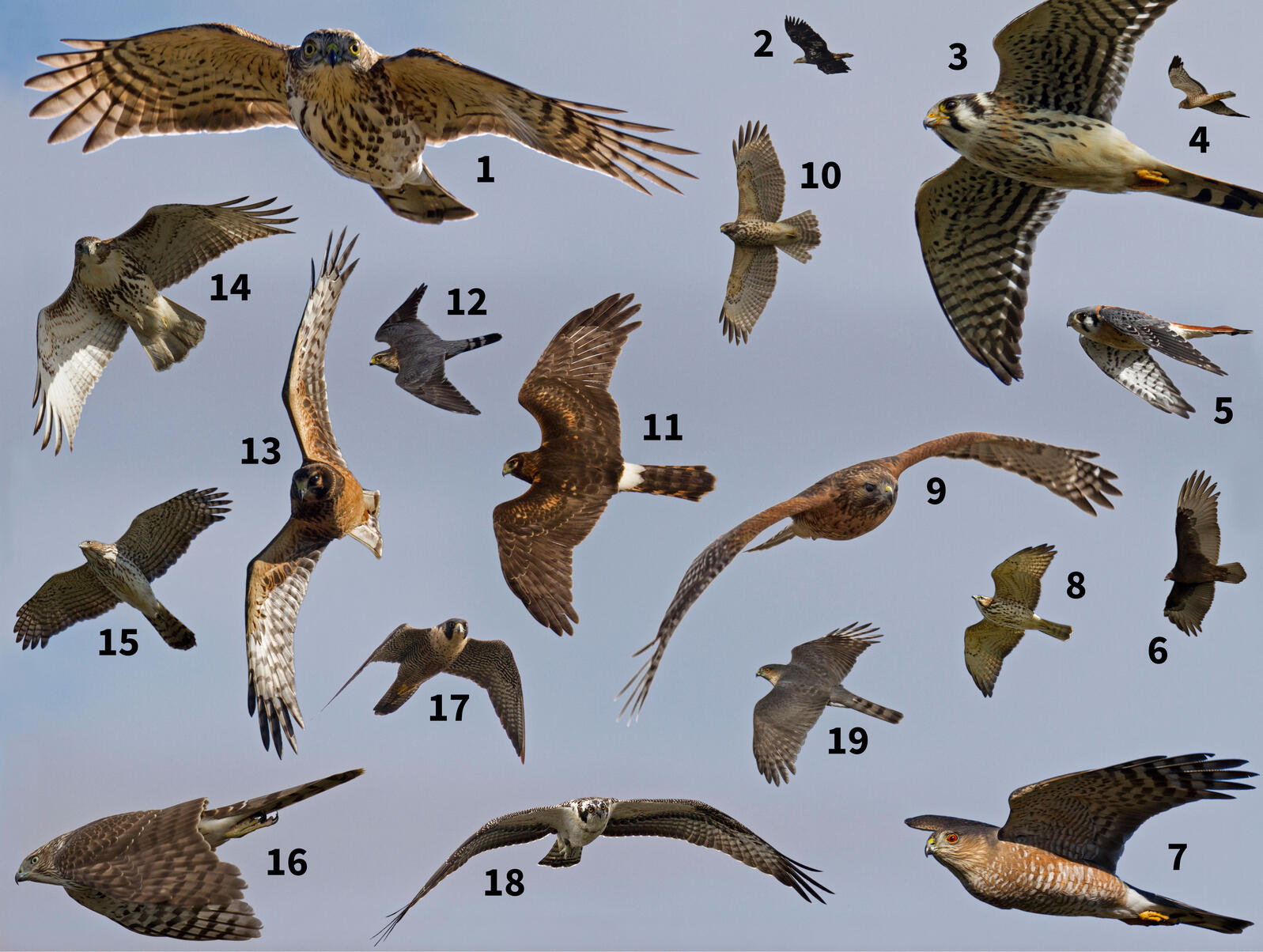 Stueby's Outdoor Journal: Early February means raptor courtship flights ...
