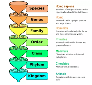 Binomial system of nomenclature