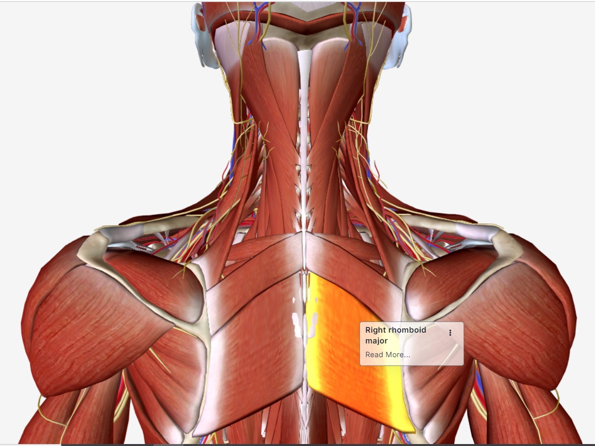 Assorted Thoughts Of A Biotechnologist: Lower Back Pain – A chronic problem