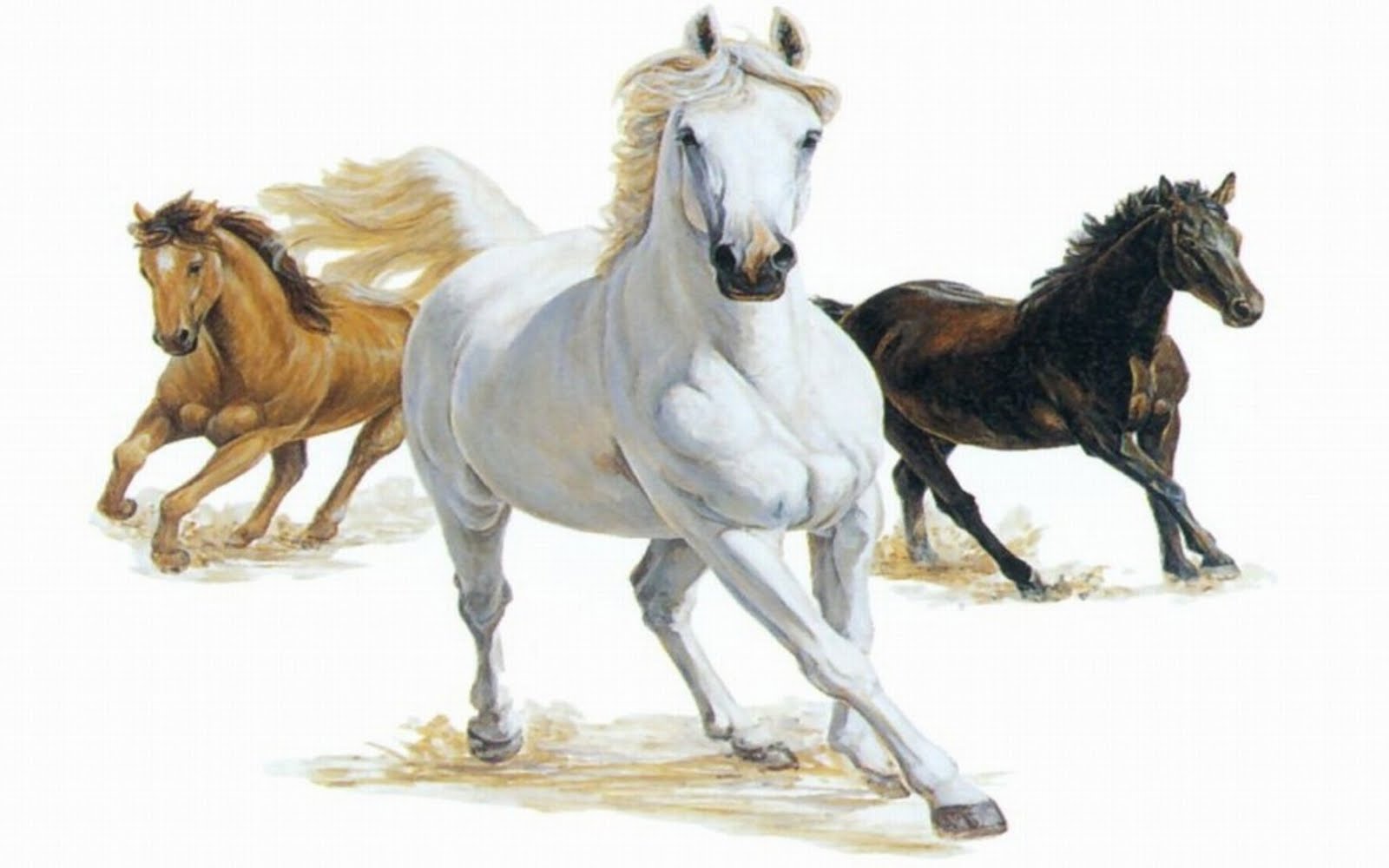 Poze Cai Horses Wallpapers: Poze Cai de rasa horses
