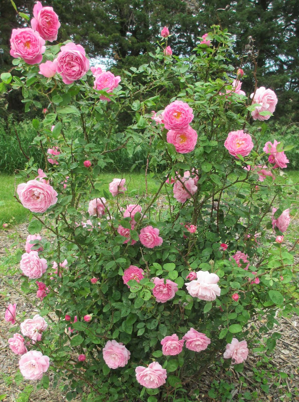 Garden Fancy: June 2016