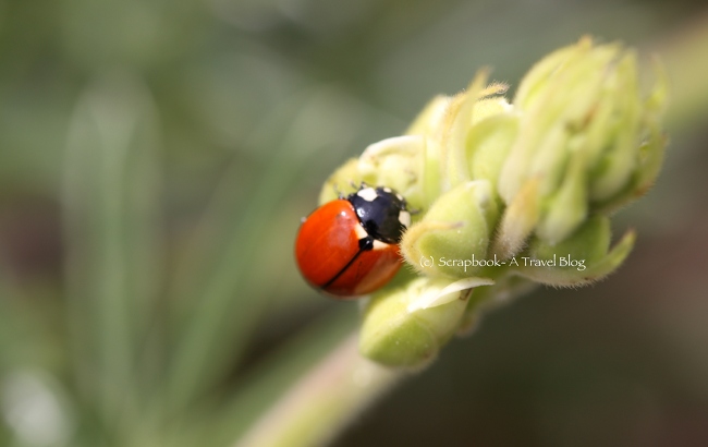 Wildlife- Ladybug, A Bug Photogenic! | Scrapbook -A Travel Blog