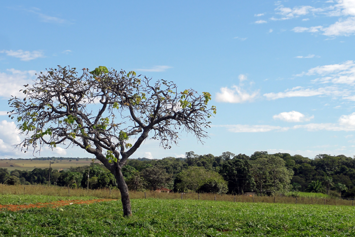 Cerrado goiano. | Fotos do Cerrado...