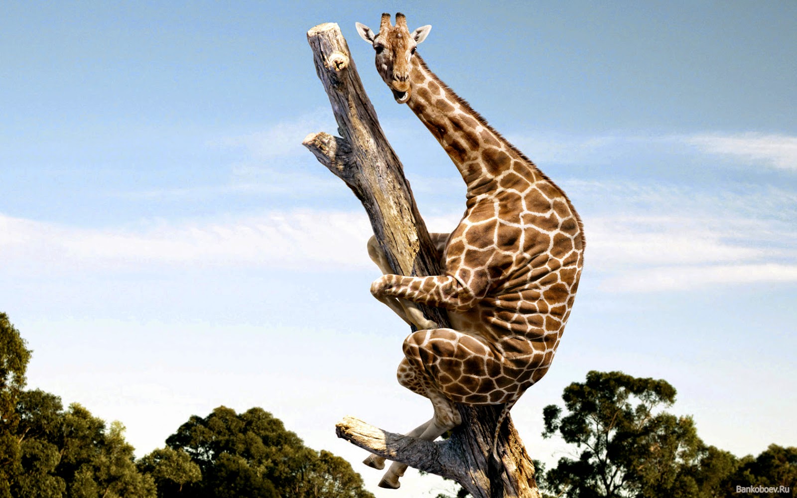 Funny giraffe picture