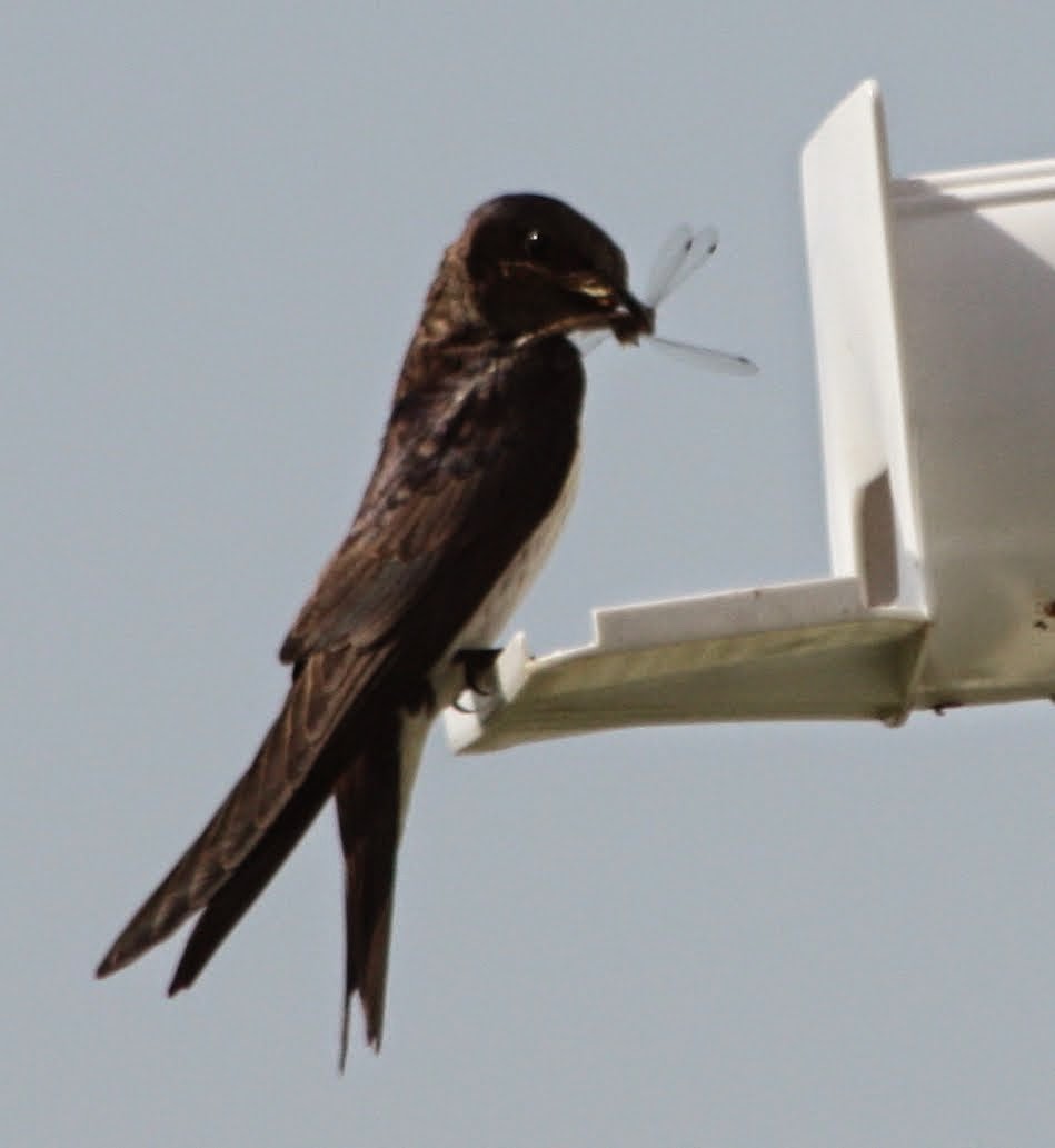The Birds & The Bees: Protecting Your Purple Martins from Owl and Hawk ...