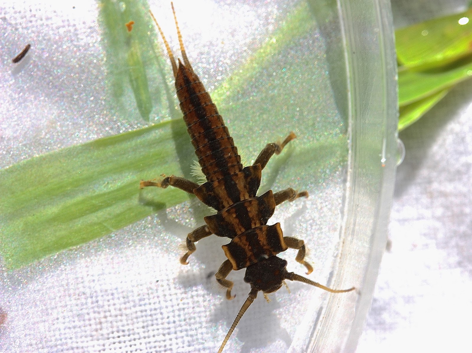 Aquatic Insects of Central Virginia: Pteronarcys dorsata: our summer ...