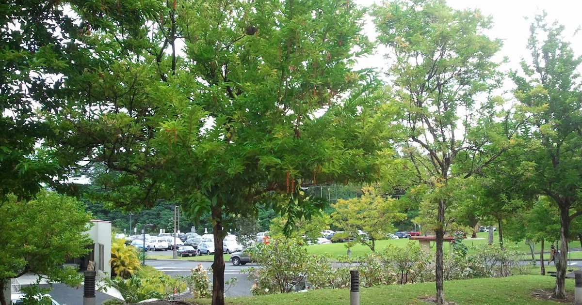 Ililani Media: Sustainability at UH Hilo