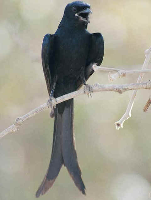 Sanathana Dharma: Thirupavai Pasuram 7