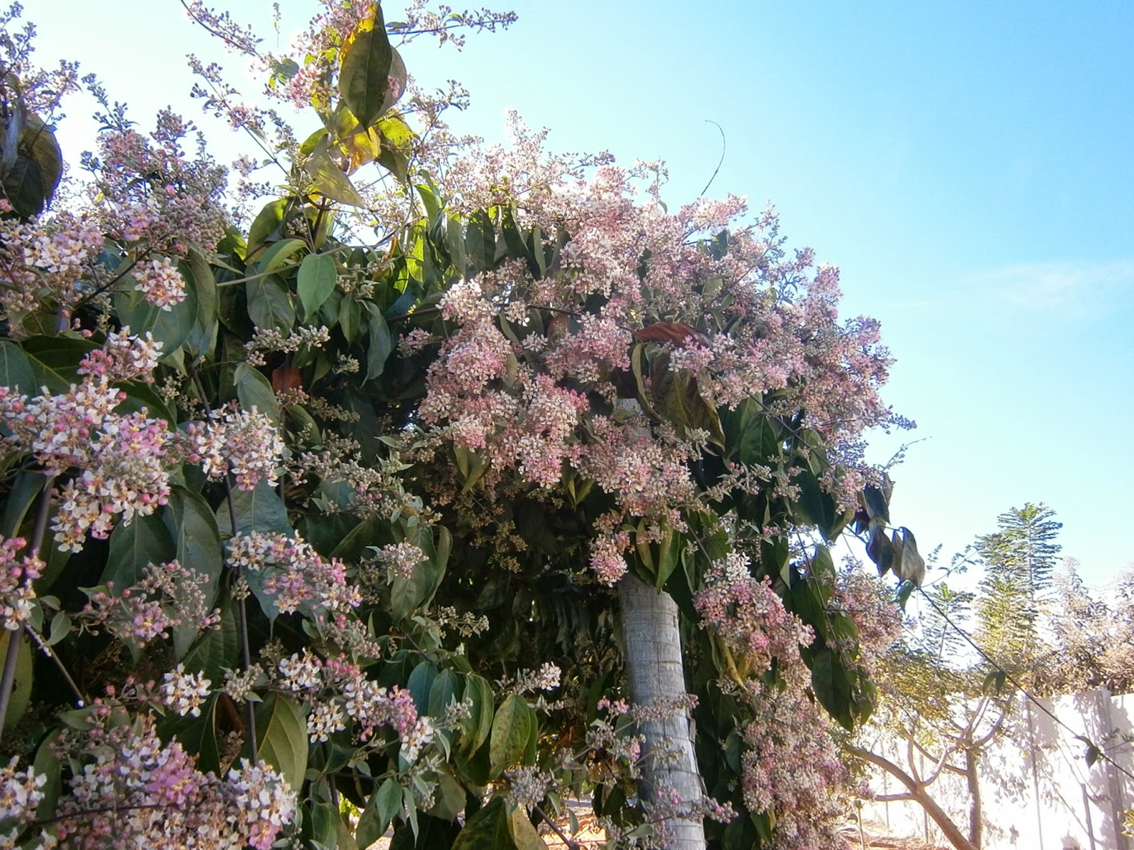 Zelando pela Chacrona e pelo Jagube: junho 2014