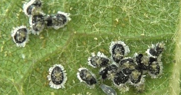 Aleurocanthus spiniferus: ένας νέος κίνδυνος για τα φυτά