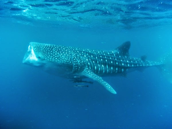 Big Caravan Adventures: Whalesharks at Exmouth