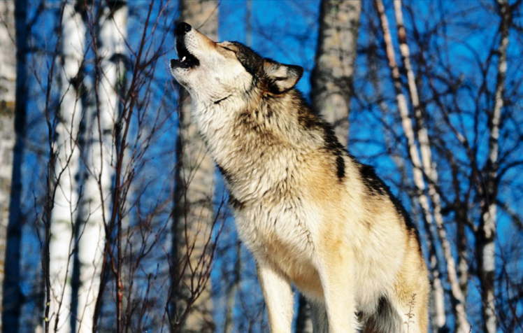 ¿Por qué aúllan los lobos? - POR QUÉ, CÓMO Y DÓNDE