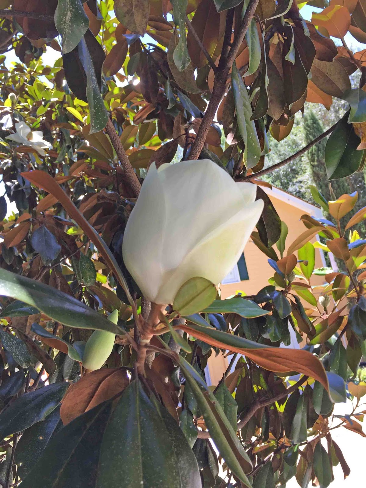 MARIETTE'S BACK TO BASICS: {Our Fragrant Magnolia Grandiflora ...