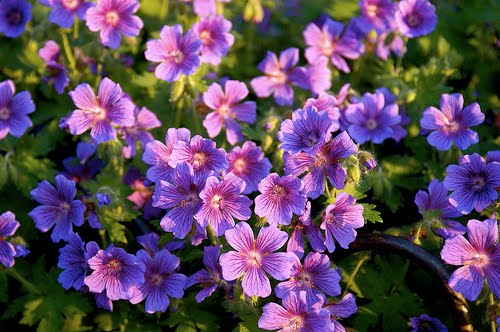 BEAUTIFUL FLOWERS: Aspen Flowers - Pictures & Meanings