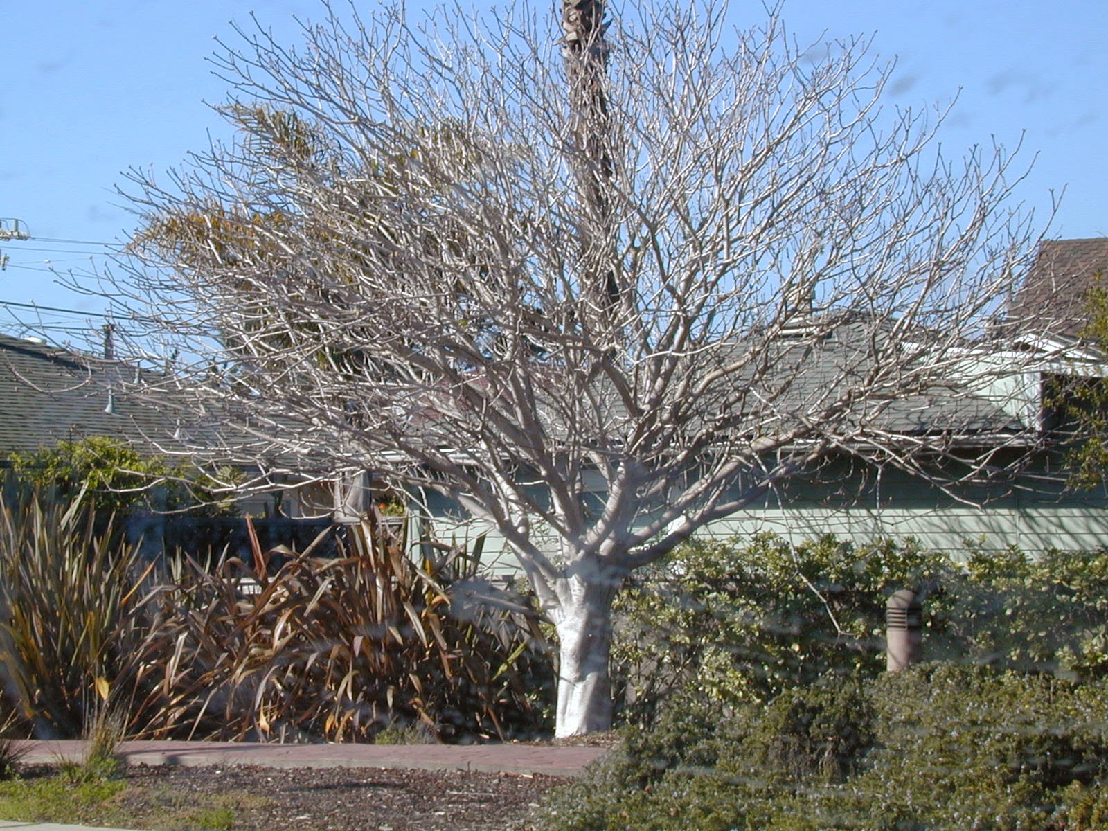 Trees of Santa Cruz County: Aesculus californica - California Buckeye