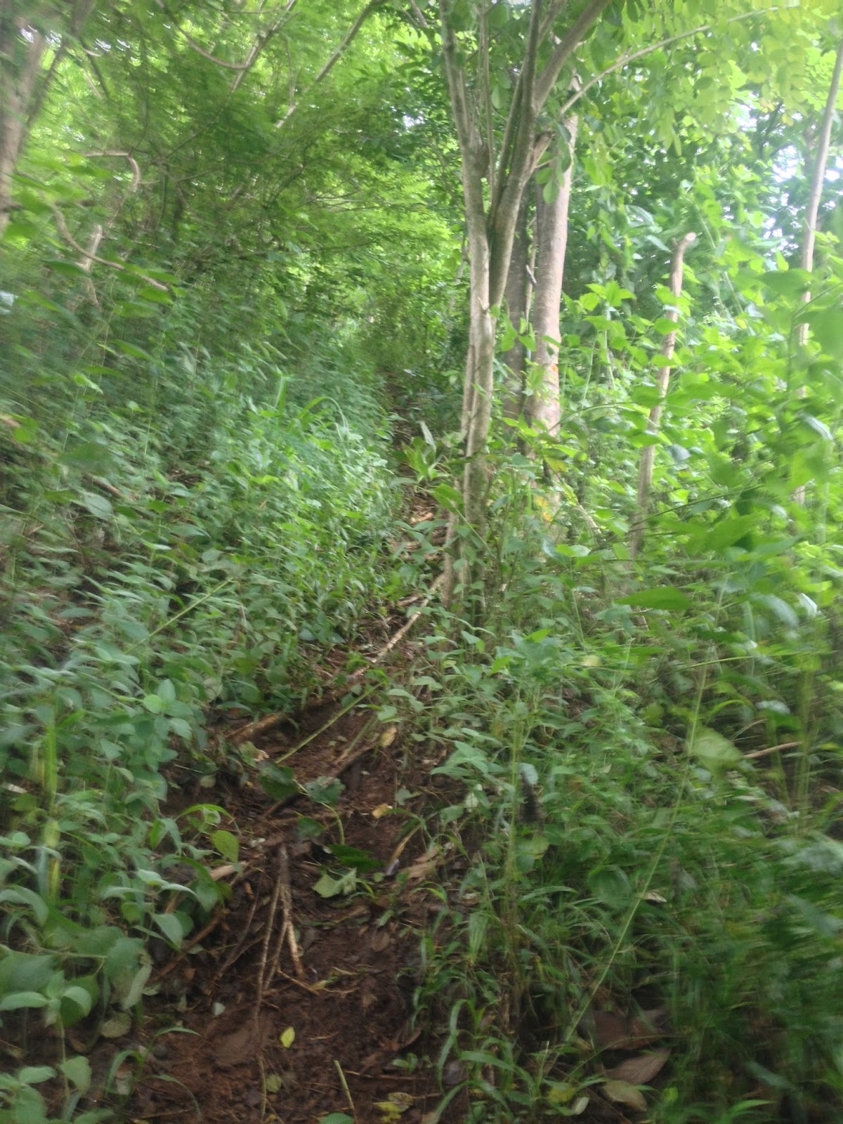 Skookum Mountaineers: Mt. Parawagan (Traverse) - A mountain in Wawa ...