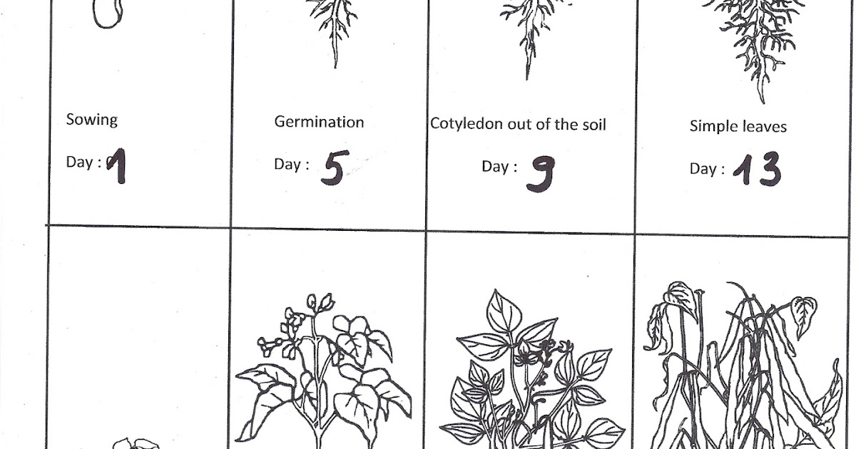 Mr Bean Mrs Lentil & their tiny peas: Coco bean diary (Lafrançaise)