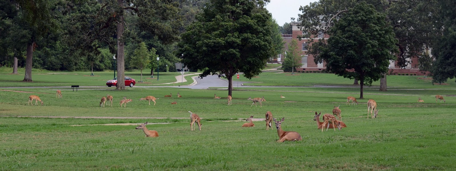 Pictures Tell A Story: Deer on the Campus of Berry College