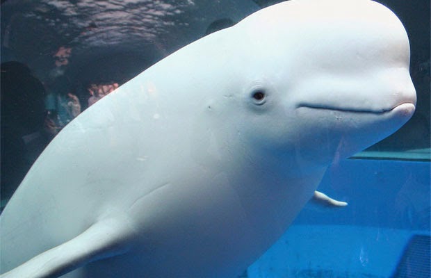 Los animales y su entorno: LA BELUGA