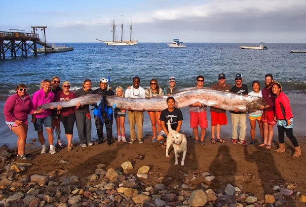 RIOVERDEMS: Pesquisadora encontra 'peixe monstro' de 5,4 m nos EUA