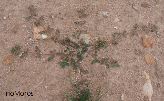 Rastrero | Plantas rioMoros