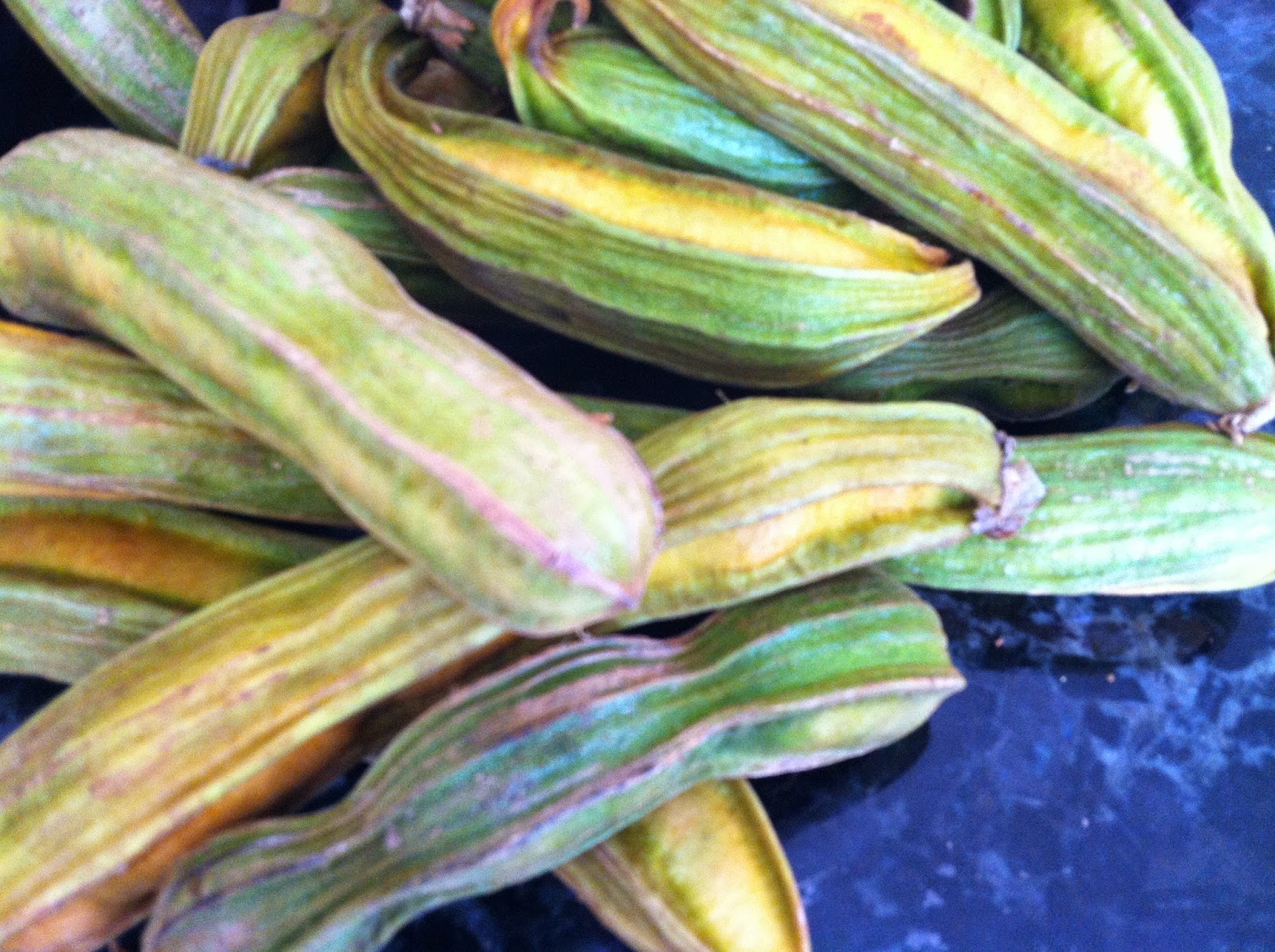 Sulcata Grove: Inga - Ice Cream Bean