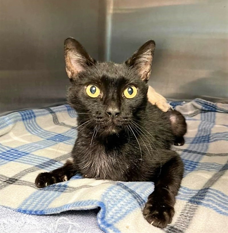 Cat Chit Chat: Leroy, a happy cat who had fragments of his spine in his ...