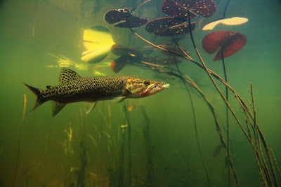 African pike | MonsterFishKeepers.com