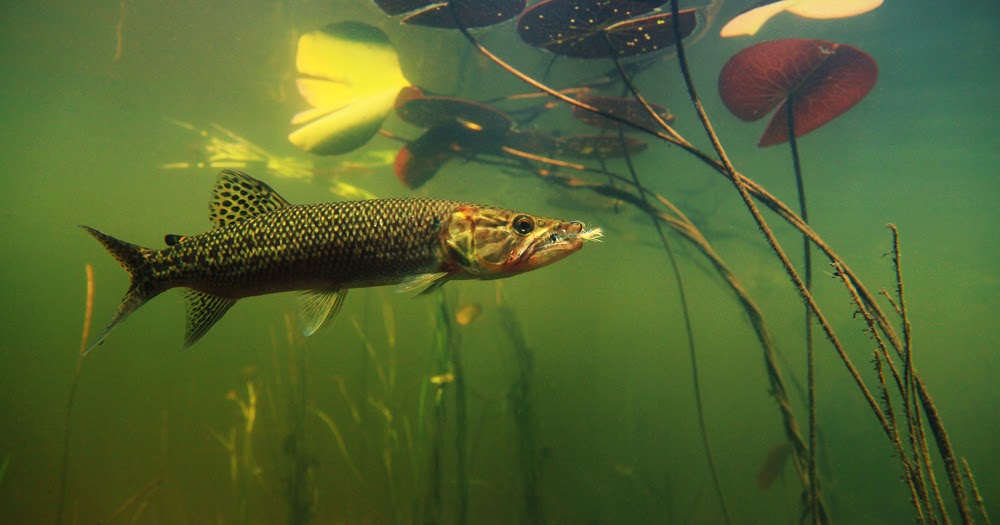 Mania de Aquário: African Pikefish (Hepsetus odoe)