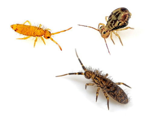ARBICO Organics: What’s This Bug? The Springtail.