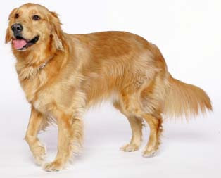 Perros Raza: Golden Retriever