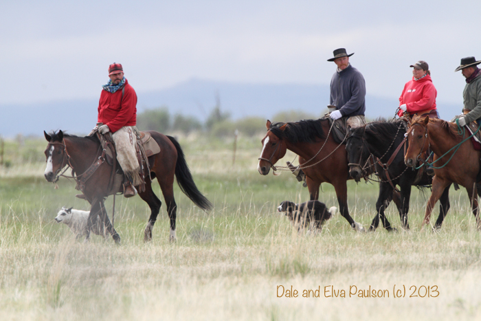 Elva's Field Notes: Move Along: An Eastern Oregon Cattle Drive