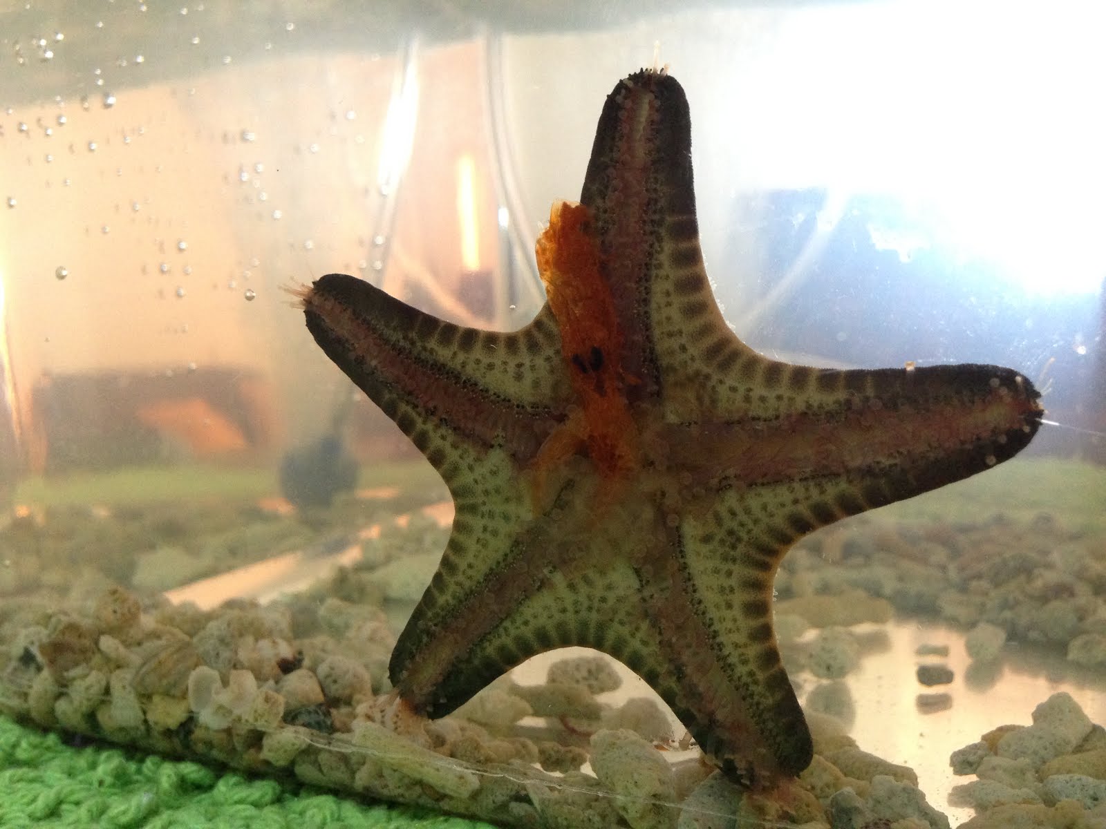 Lovely Starfish: What Does Starfish Eat? What Is The Feeding Mechanism?