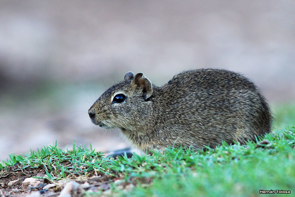 Patagonia: Cuis chico (Microcavia australis)