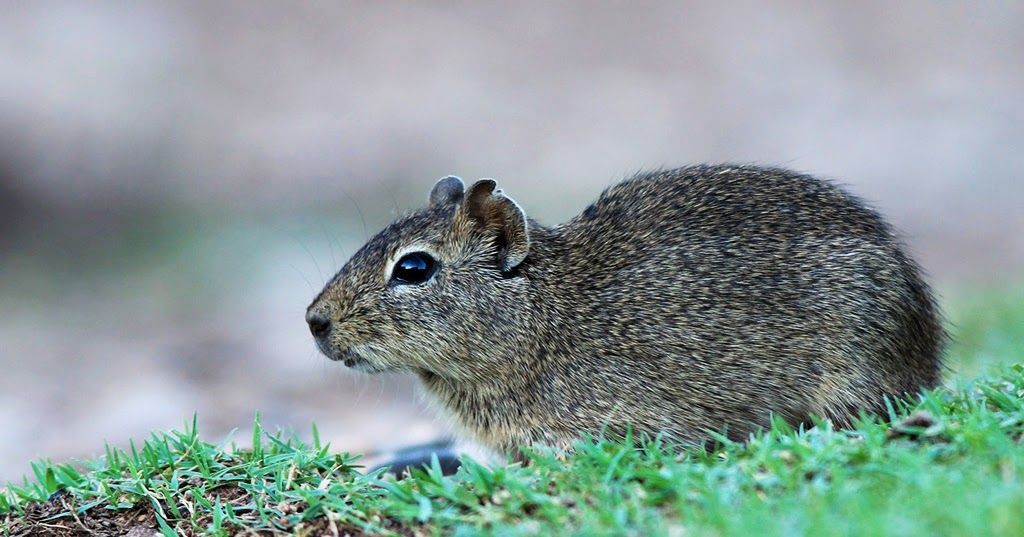 Patagonia: Cuis chico (Microcavia australis)