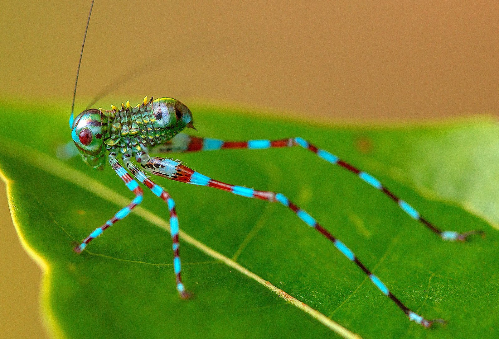 the igneous, the sedimentary and the metamorphic: assassin bugs ...