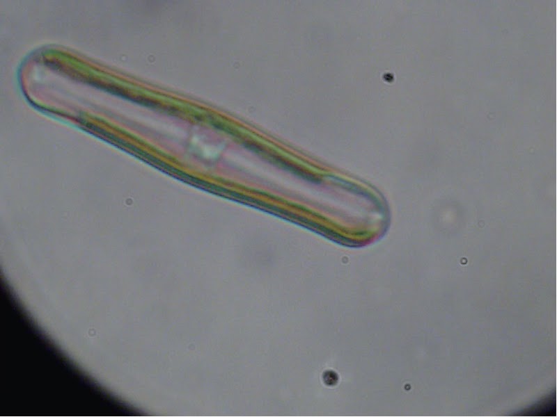 Mengenal Fitoplankton : Materi 2