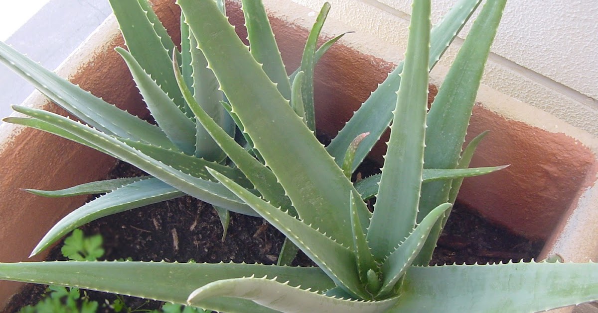 Medicinal Plants: Aloe vera Aloe barbadensis Aloe humilis Ghrita kumari ...