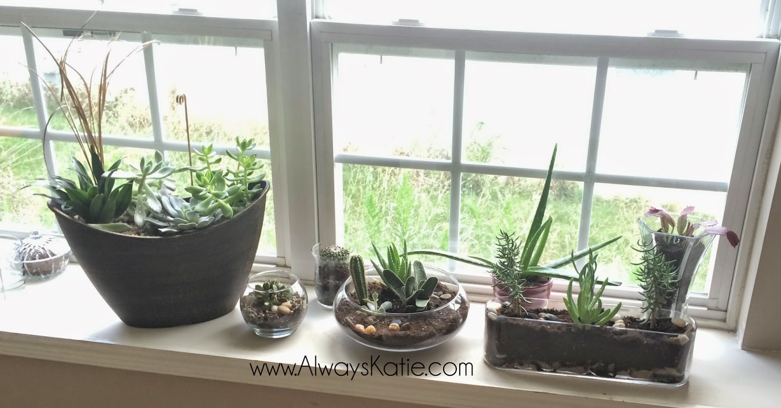 Always, Katie: Home Sweet Home: Succulent Window Garden