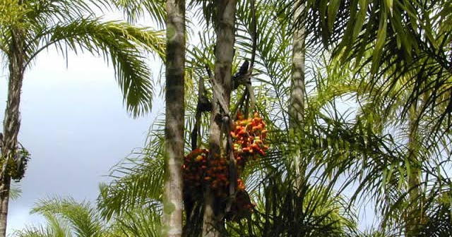 CONOCEMOS LAS COSTUMBRES SHAWIS DE BALSAPUERTO. NUWITHAWA SHAWIRUSA ...