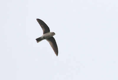 Fai's Birding Blog: Germain's / Himalayan Swiftlet