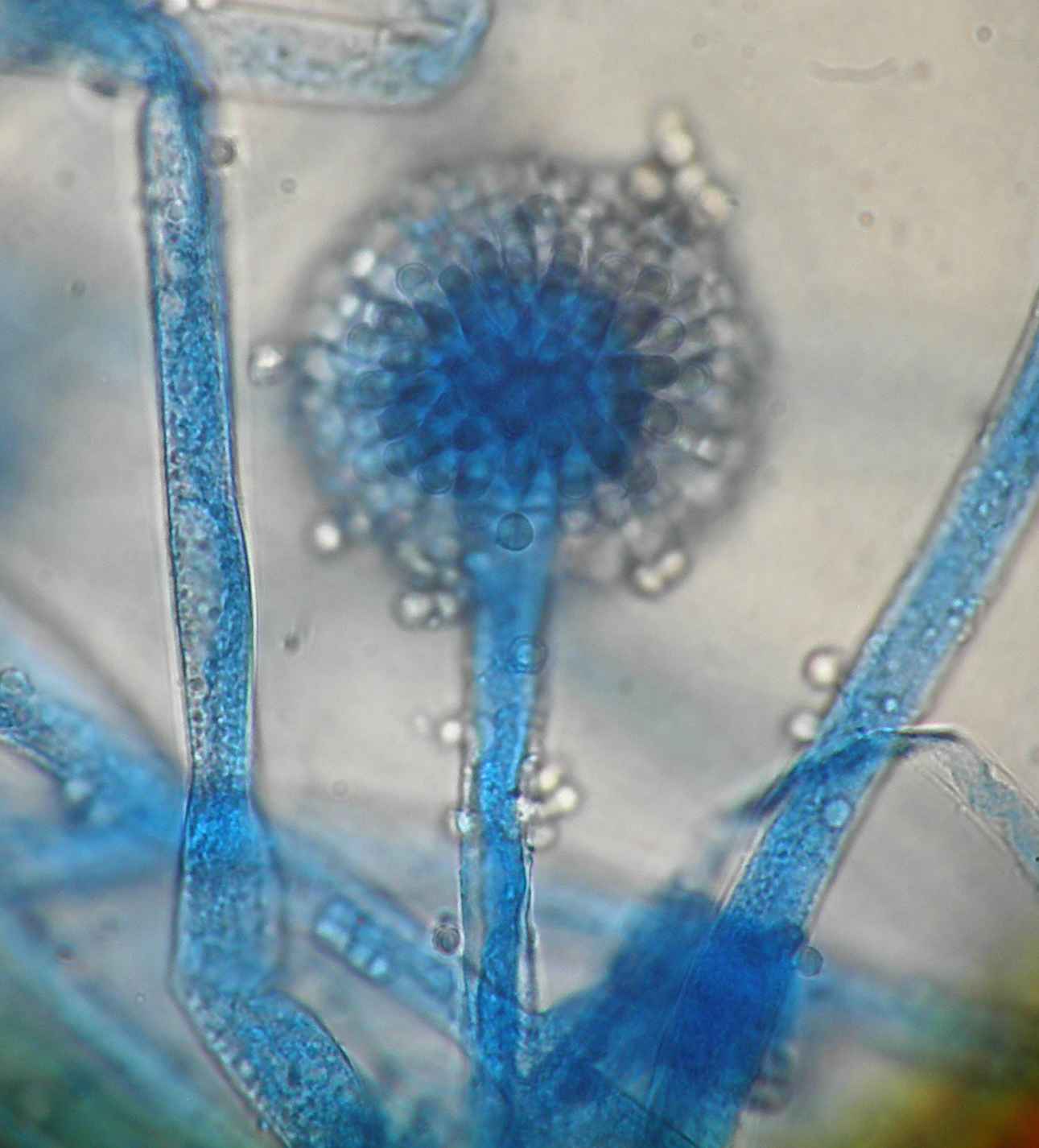 ATLAS MICOLOGIA: SYNCEPHALASTRUM RACEMOSUM