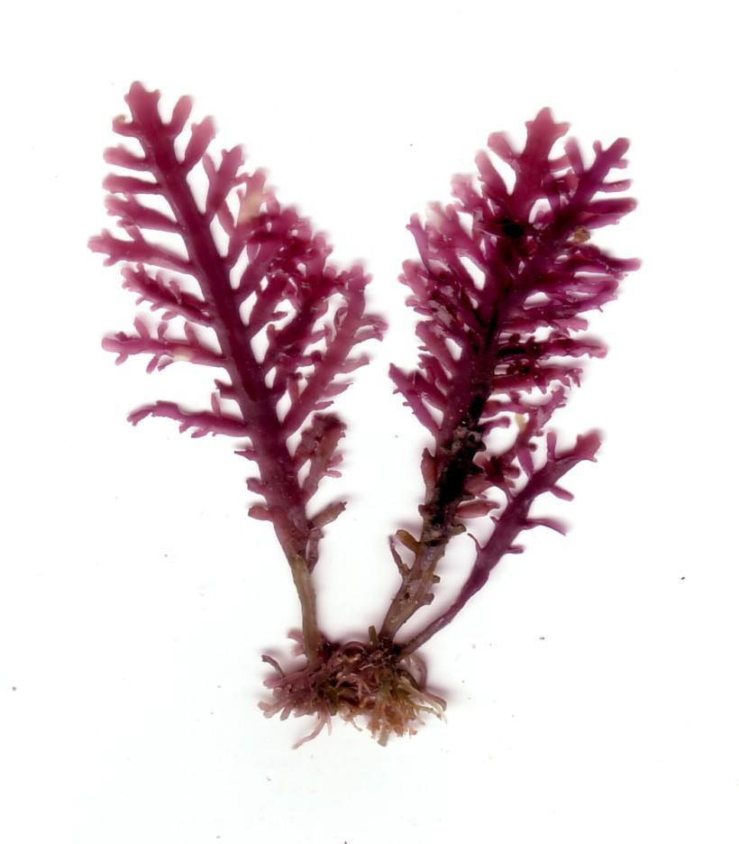 Materi Tertayang Penyuluhan Perikanan: JENI - JENIS RUMPUT LAUT