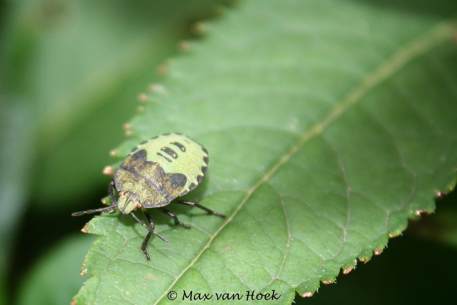 Natuurfotografie - Max - Art: Groene stinkwants
